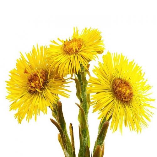 Flora and fauna - signs of Spring - Visit New Mills