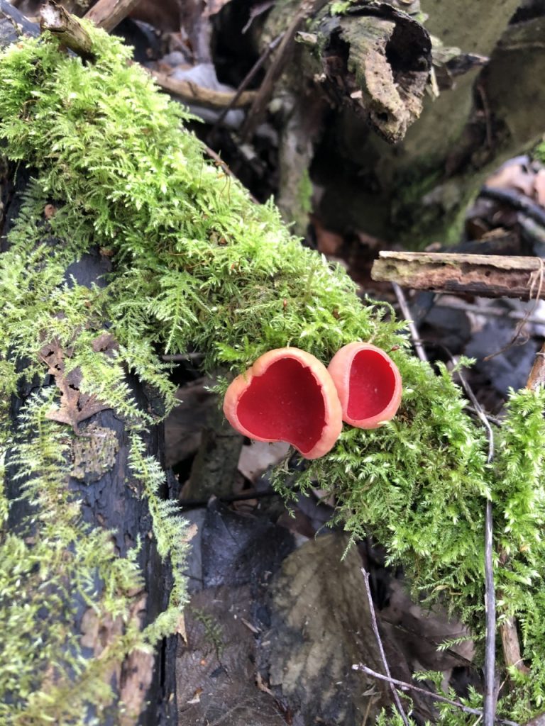 Flora and fauna - the Scarlet Elf cup - Visit New Mills