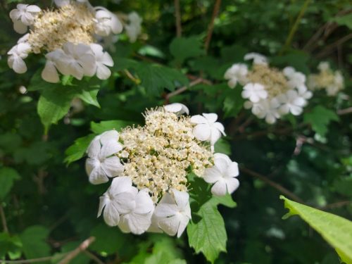 Flora and fauna - the Guelder rose - Visit New Mills