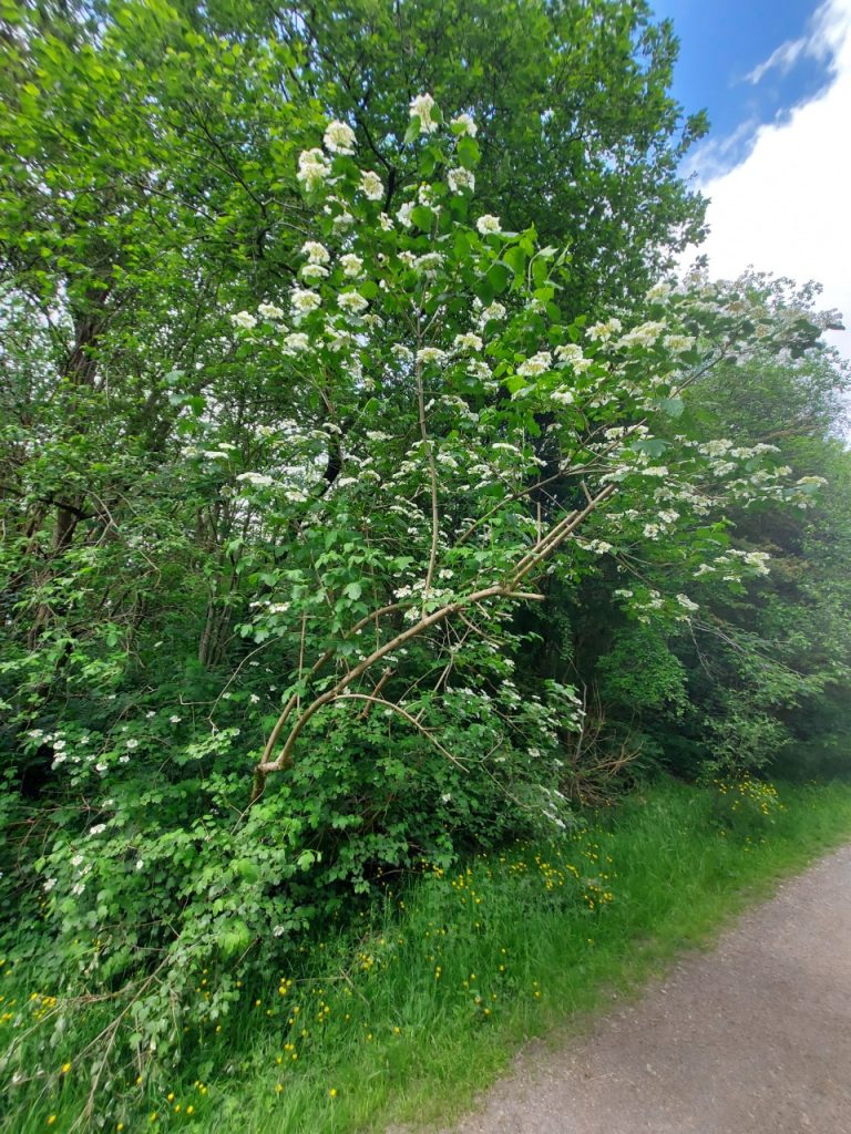 Flora and fauna - the Guelder rose - Visit New Mills