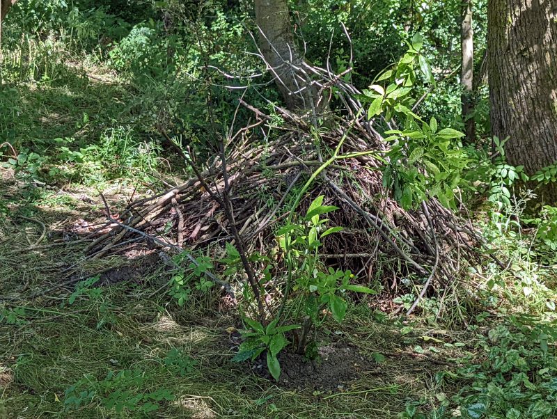 Pingot Woods Nature reserve - Visit New Mills