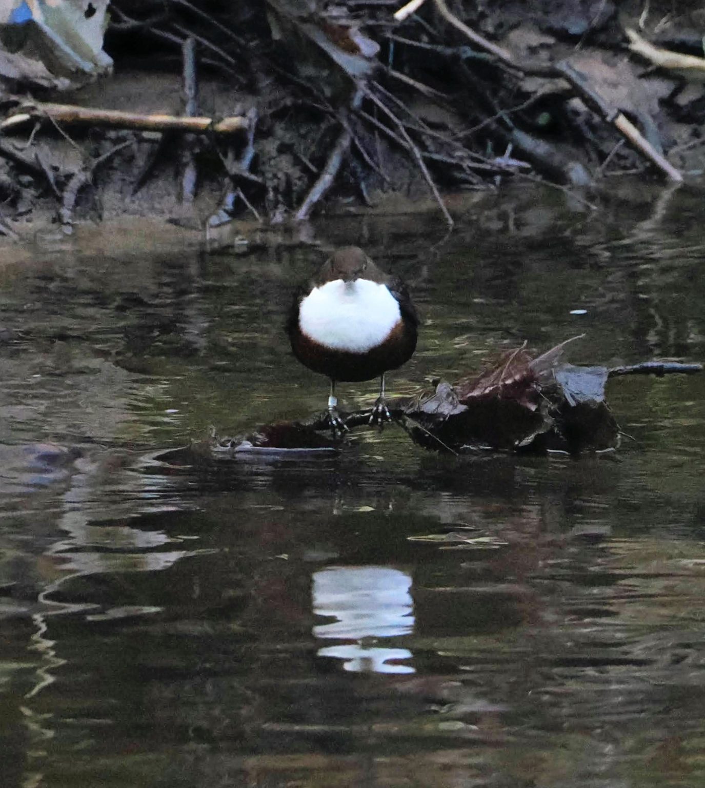 Birds of a feather - winter wildlife spots - Visit New Mills